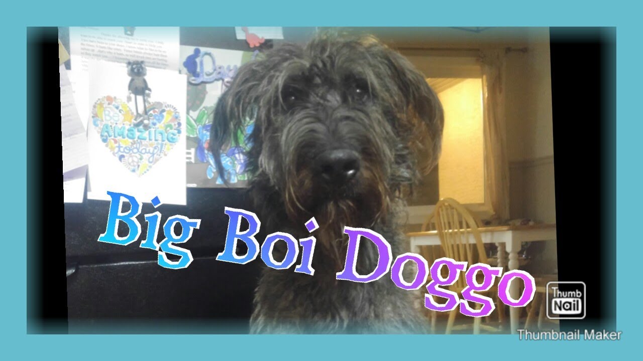 Introduction To Ruckus The Dog Horse! - YouTube