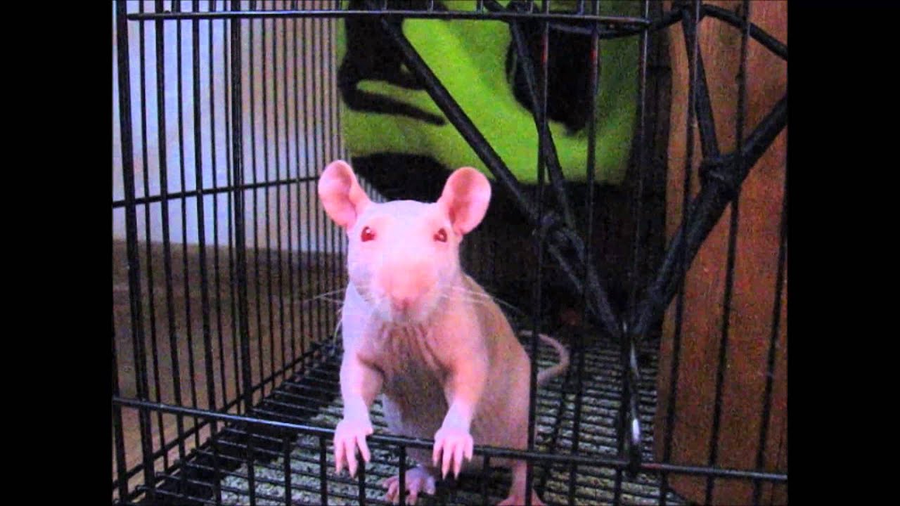 Gagarin - singing rat :) - YouTube