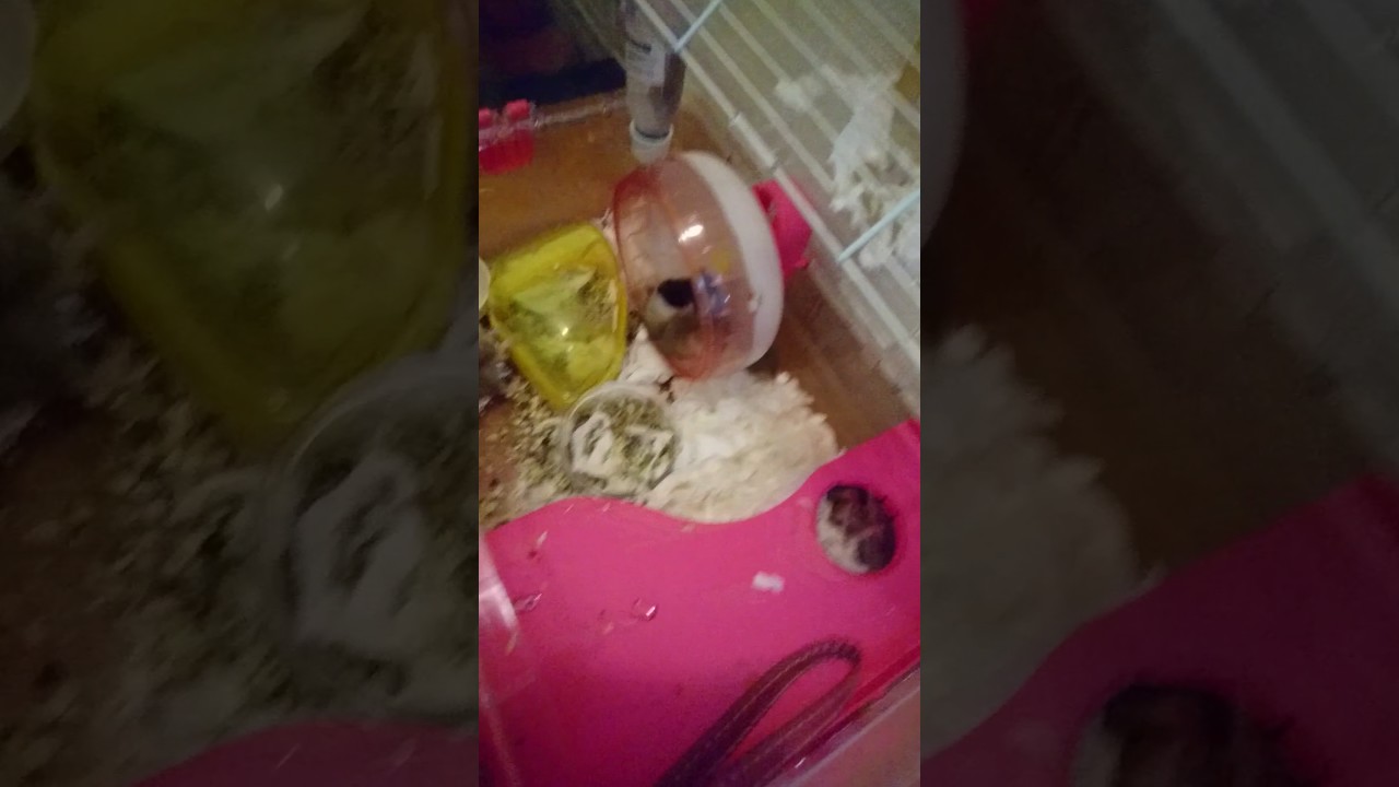 crying baby hamsters - YouTube