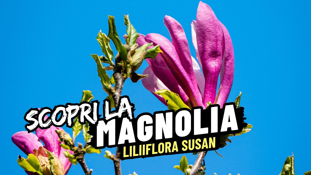 Magnolia Liliiflora Susan: un Albero che Sembra un Mazzo di Fiori ...