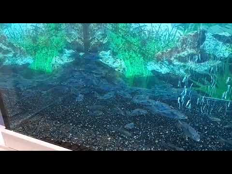 Planted Aquarium - Bitkili Akvaryum - Blue Dolphin - Akvaryum Balıkları