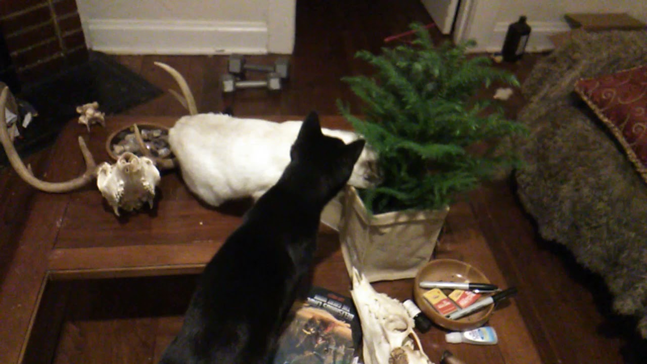 cat Vs tree round one fight - YouTube