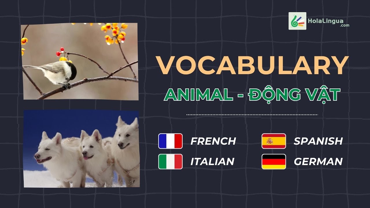 VOCABULARY | How to say ANIMAL | English 🇺🇸 | French 🇫🇷 | Italian 🇮🇹 ...