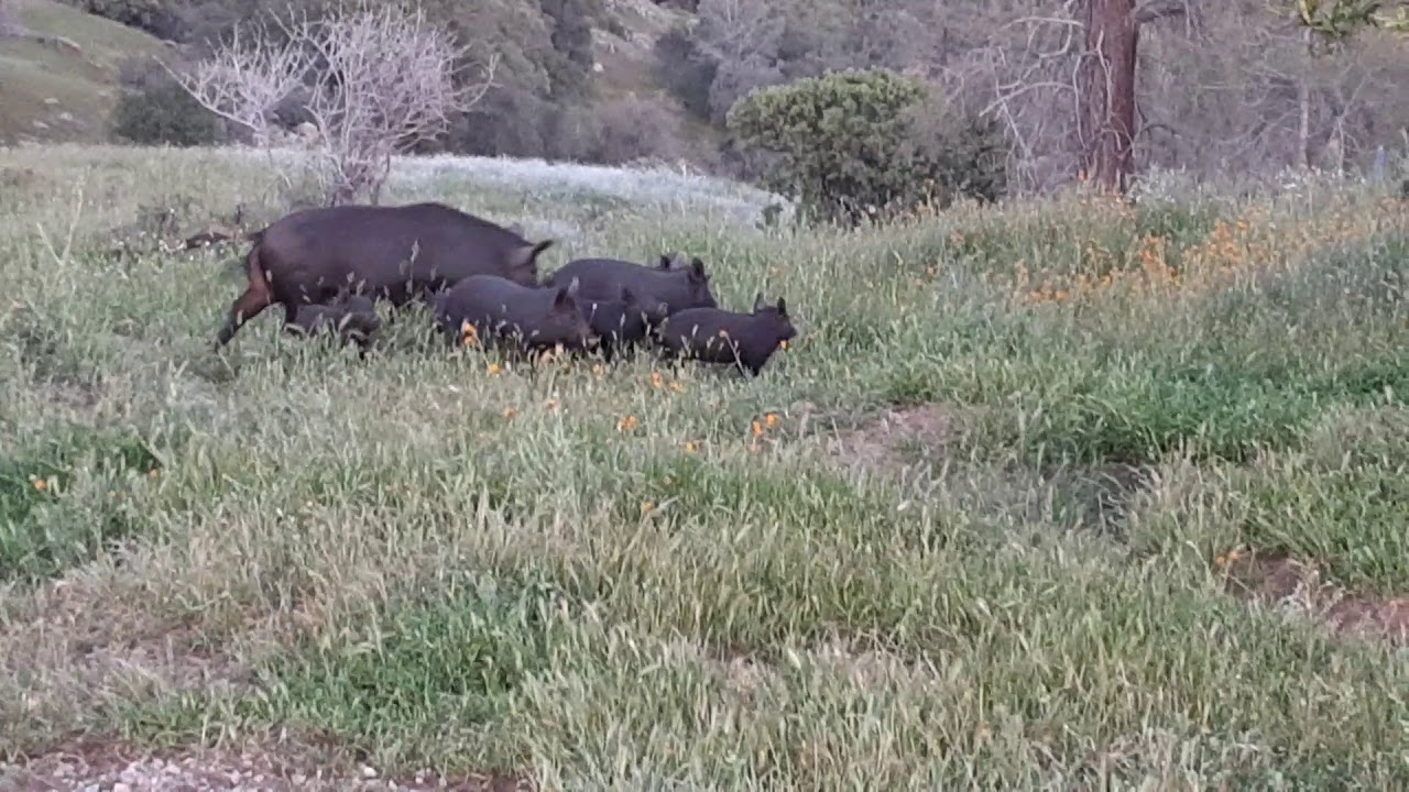California wild pigs - YouTube