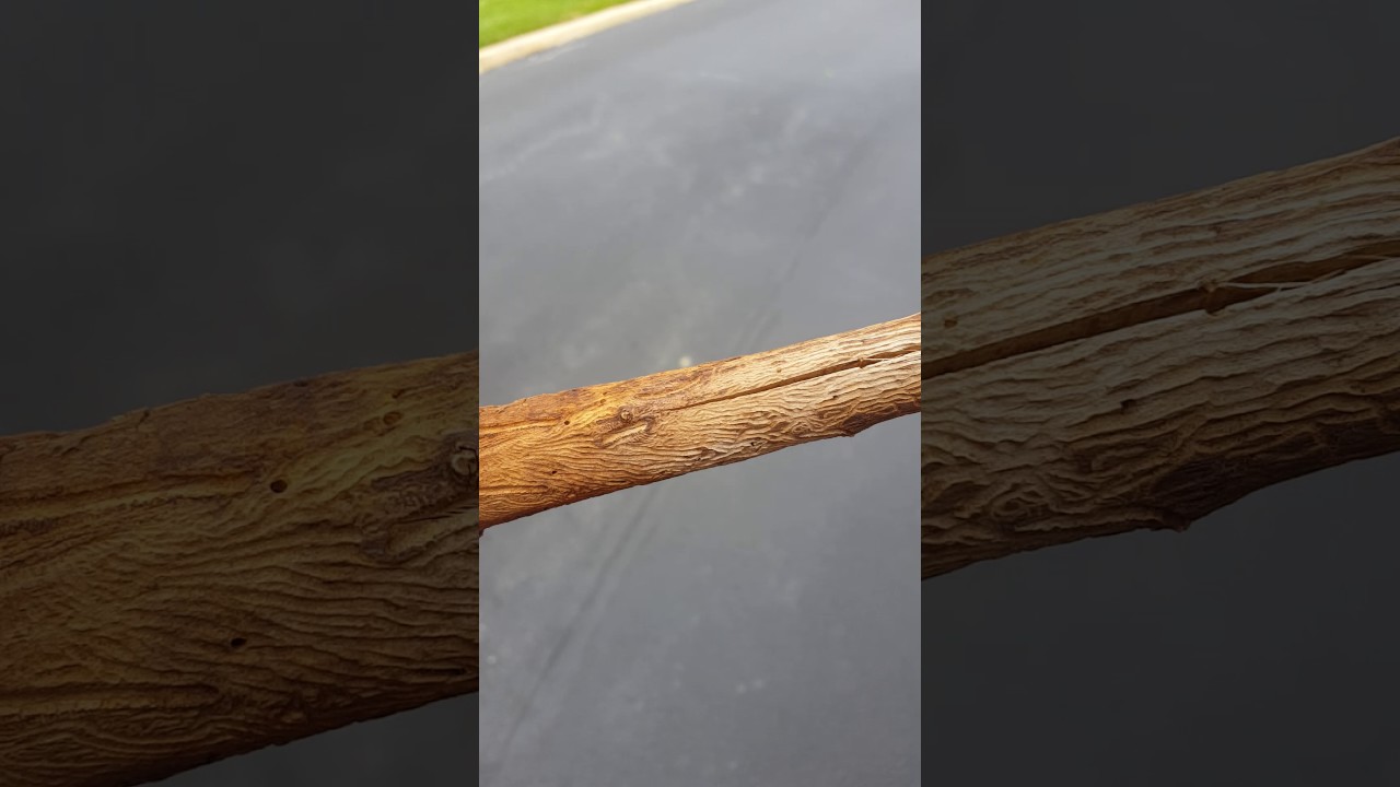 Plum Tree Bark Borers - YouTube