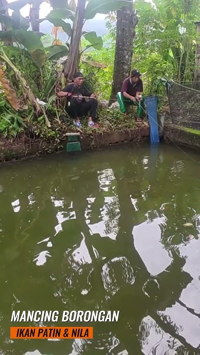 Mancing borongan kolam isi ikan patin - YouTube