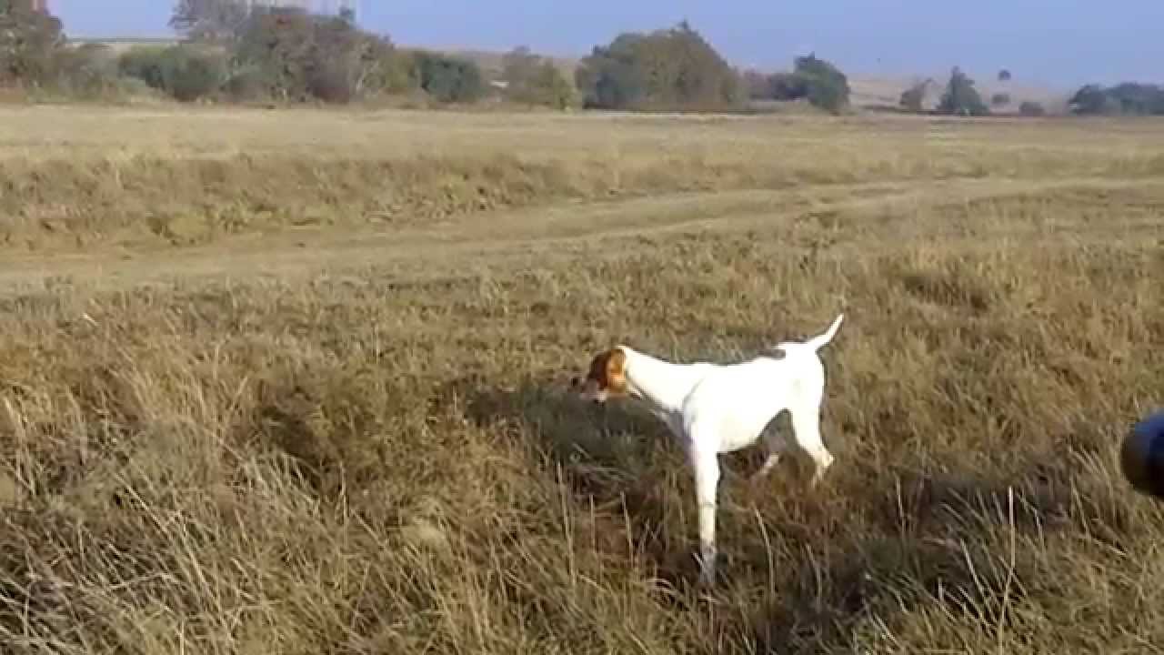 POİNTER LADY İLE EN GÜZEL BILDIRCIN AVLARI - 4 (720P) - YouTube