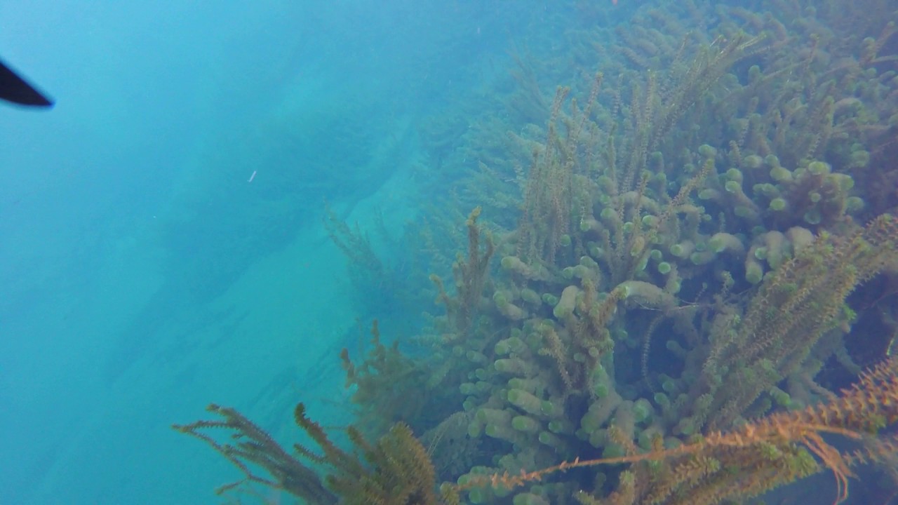 The rim of Big Blue on the Wacissa - YouTube