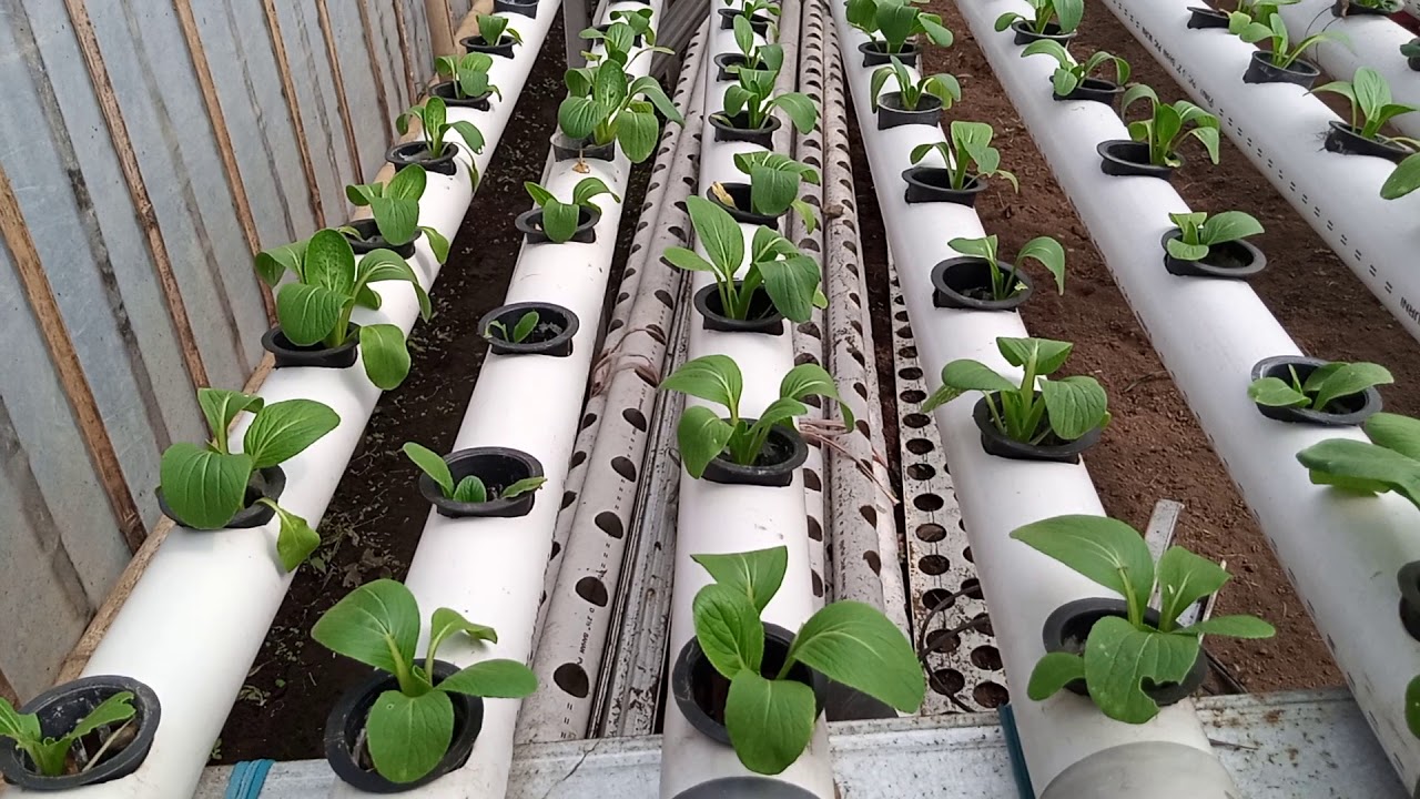hidroponik lembur hejo farm cikahuripan lembang - YouTube