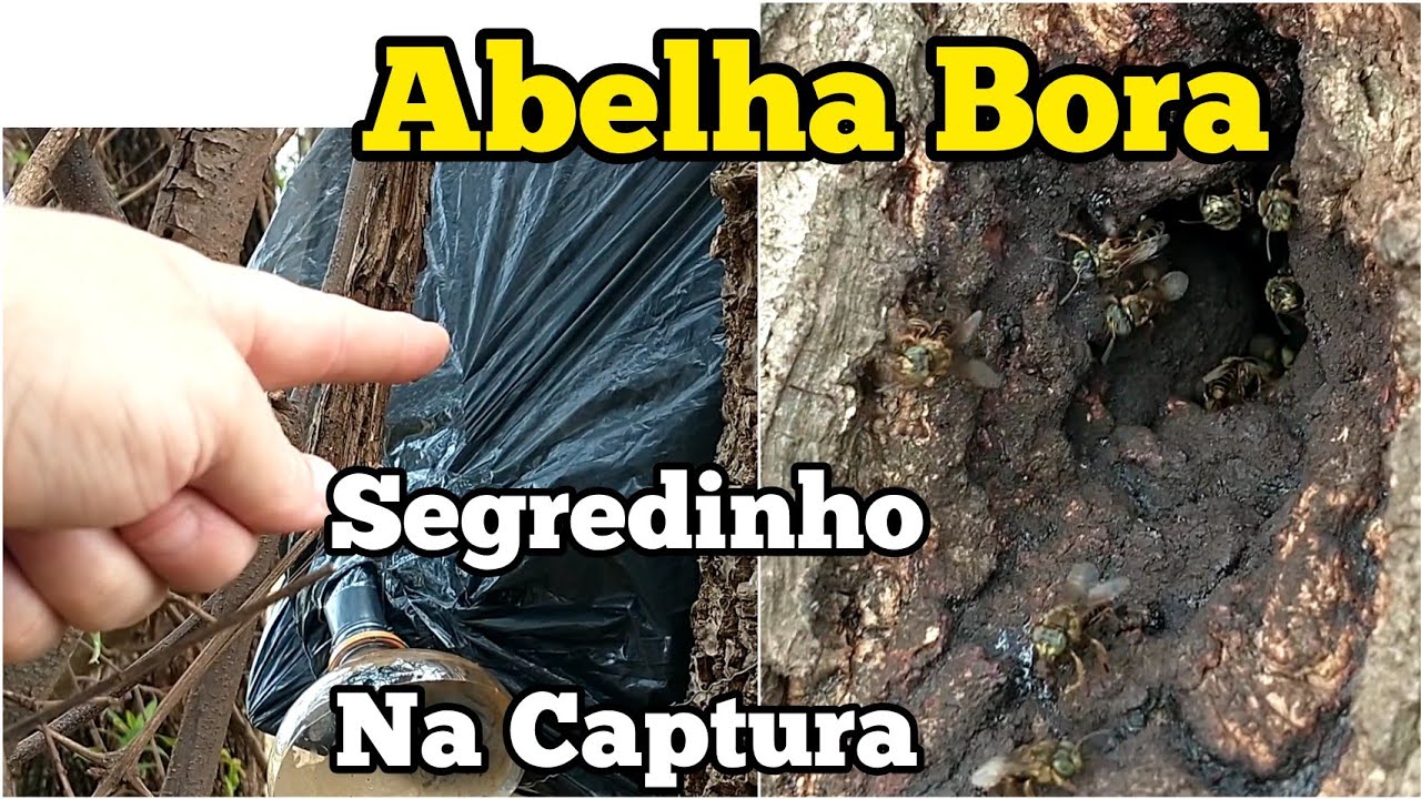 ENCONTREI UM ENXAME DE ABELHA BORÁ | DICA PRA CAPTURAR.... - YouTube