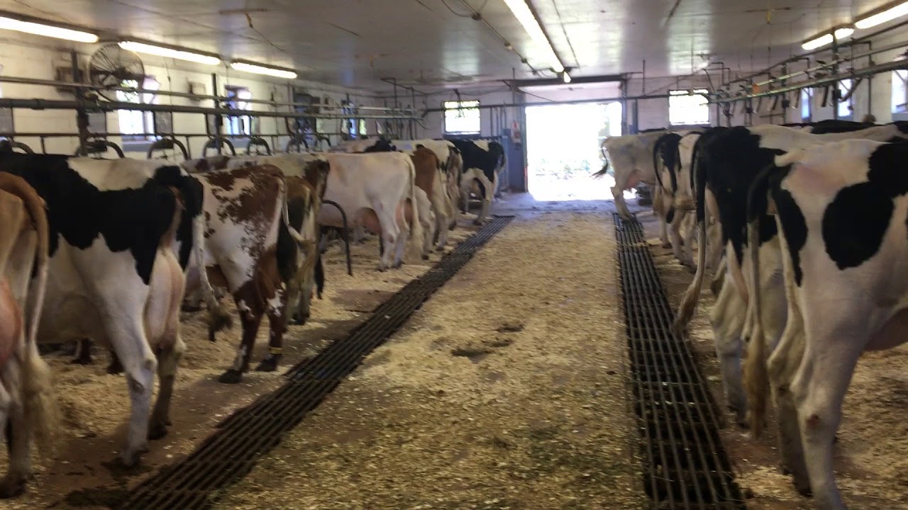 Feeding time for cows at Bristol Aggie - YouTube