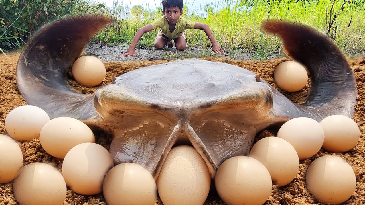 Unbelievable fishing!! underground eggs catching by a smart kid in ...