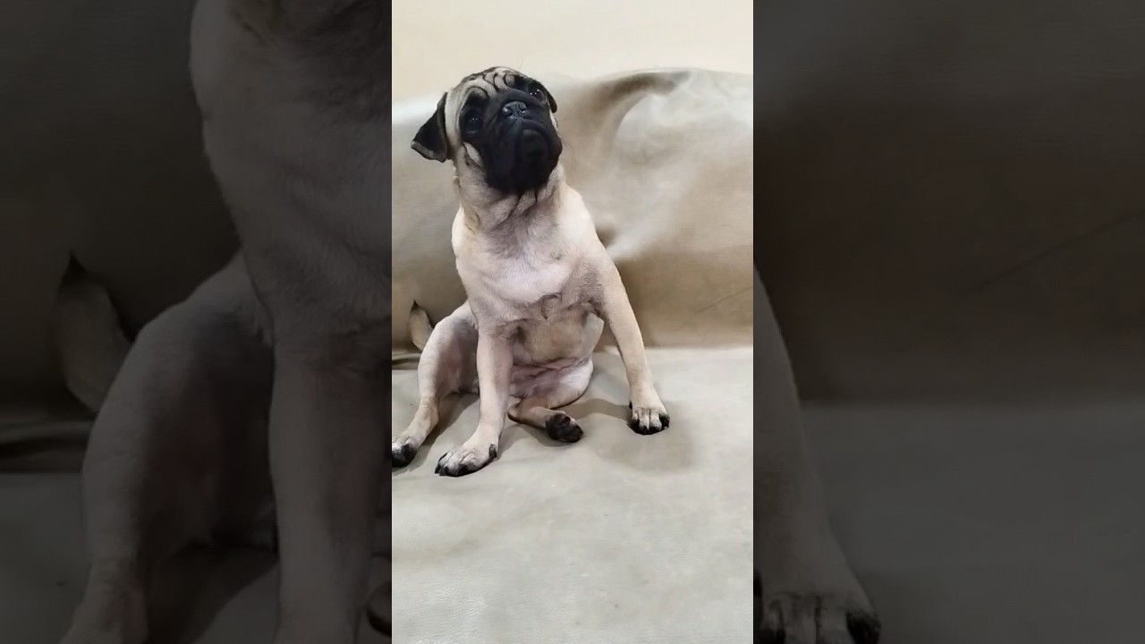 Pug reaction when we sound like calling bell🔔#cutedog #puglovers #pugs ...