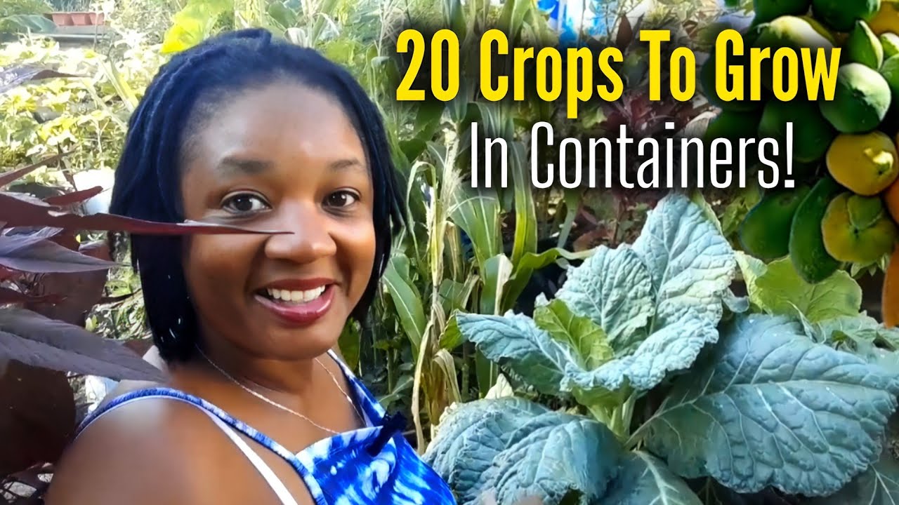 Top 20 CROPS To Grow IN CONTAINERS! Unbelievable The Varieties of ...