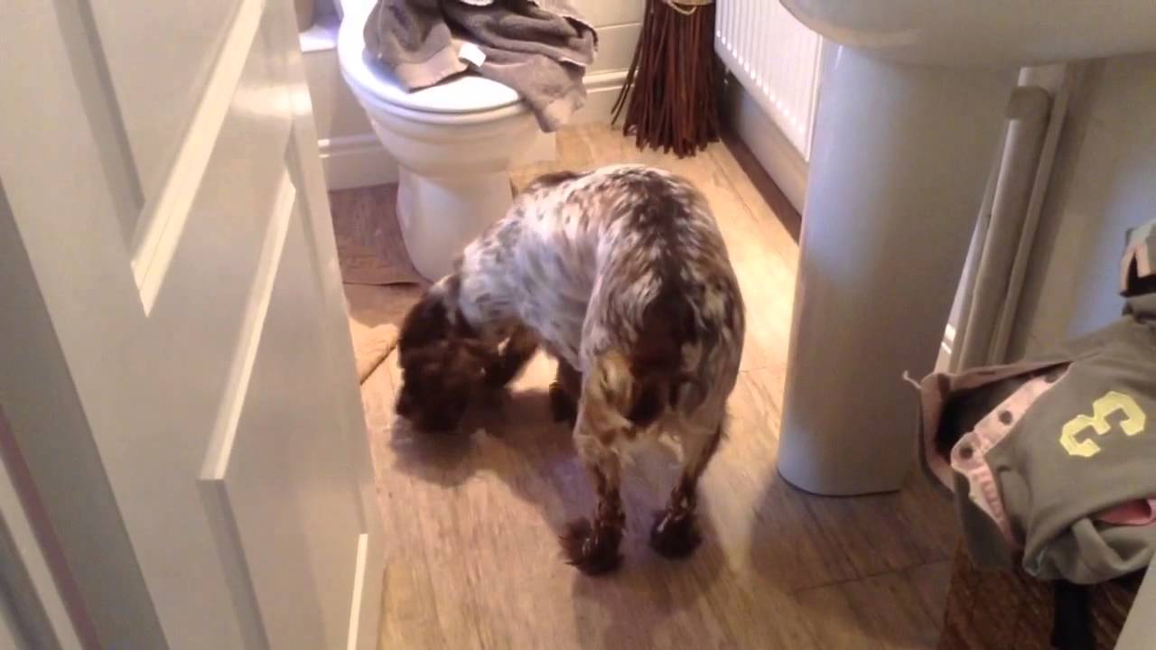 Dog eating bubbles!!! - YouTube