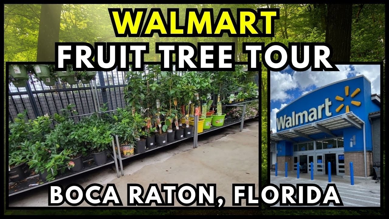 Walmart Fruit Tree Tour - What's for sale in Boca Raton, Florida? - YouTube