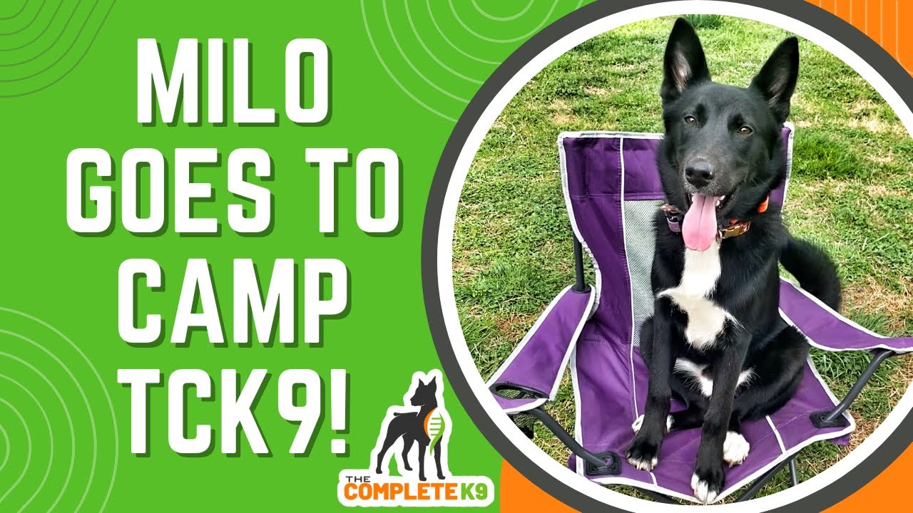 The Complete K9 - 5 Month Old German Shepherd/Husky Mix Goes From Wild ...