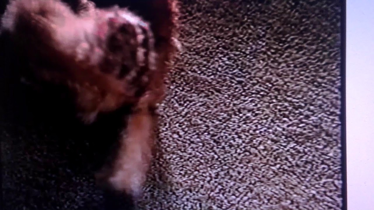 Geico Direct Laughing Dog and Gecko Shower Commercial 2001 - YouTube