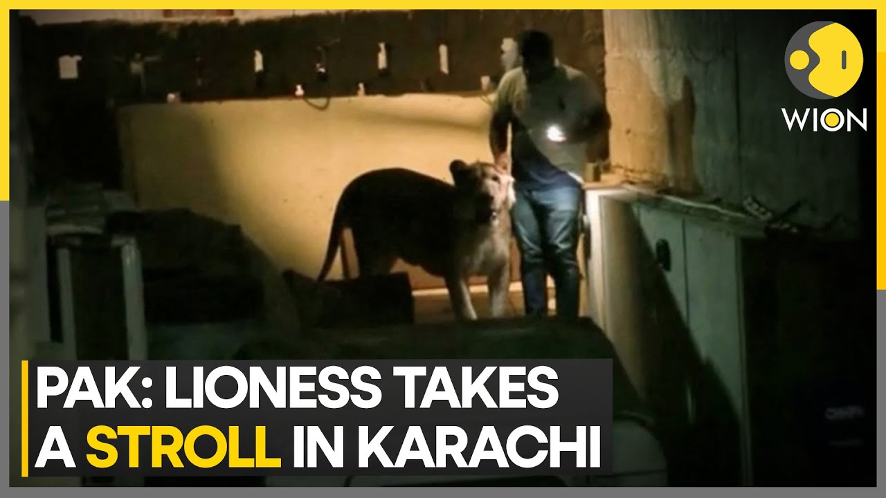 Lion escapes into heavy traffic in Pakistani city of Karachi | Latest ...