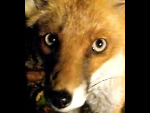 Fox Cub Injured - YouTube