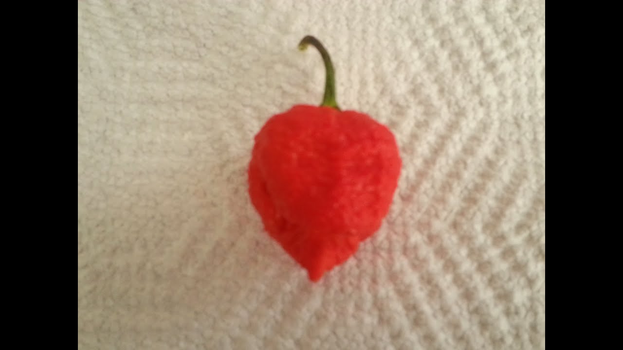 7 Pot Brain Strain Pepper Review 1.3 Million Scoville Units - YouTube