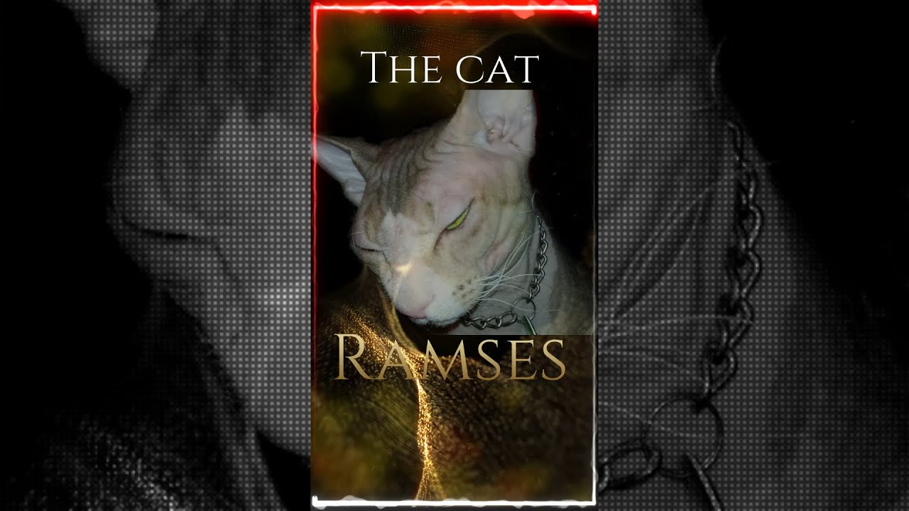 The cat Ramses - YouTube