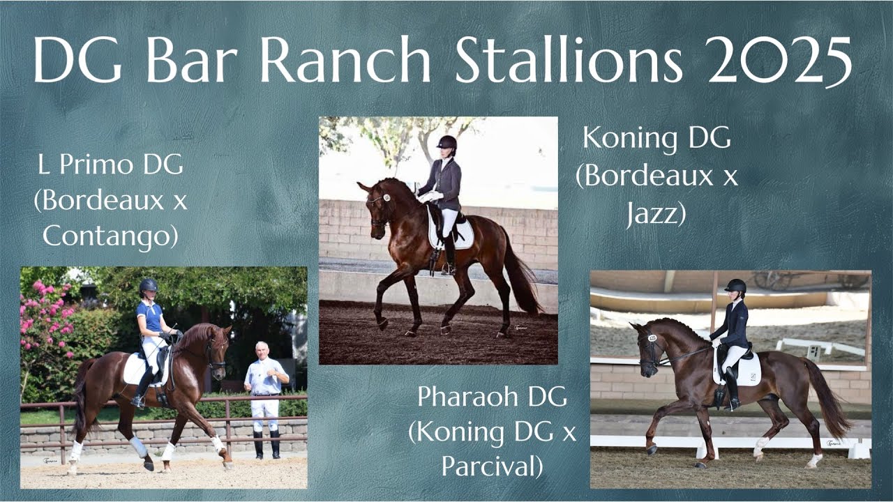 DG Bar Stallions & offspring - Koning DG, L Primo DG, Pharaoh DG - 2025 ...