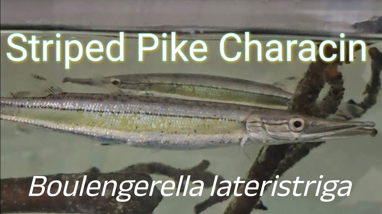 Striped Pike Characin (Boulengerella lateristriga) In the home aquarium ...
