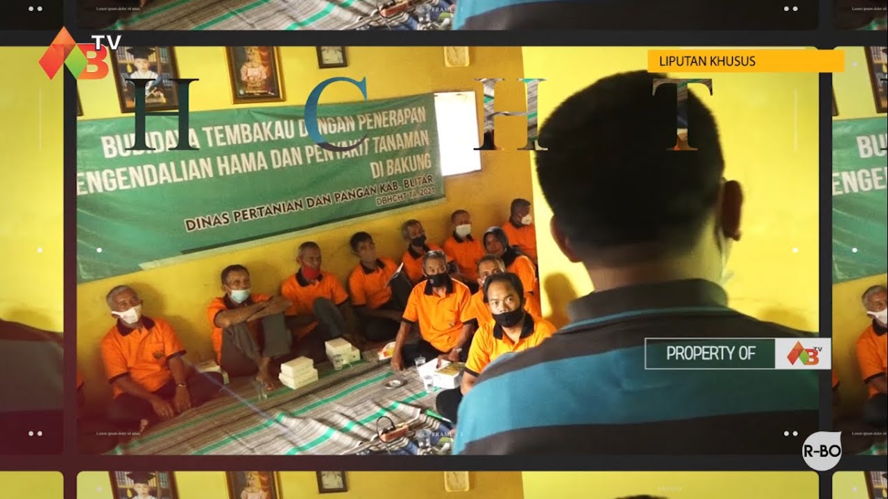 PENGENDALIAN HAMA DAN PENYAKIT PADA TANAMAN TEMBAKAU - YouTube