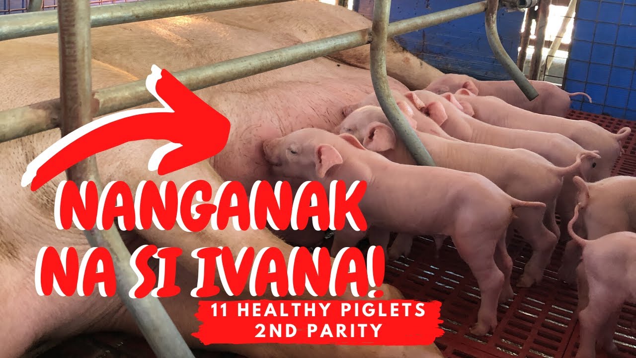 Pagpapaanak ng Inahing baboy + Senyales bago ito manganak - YouTube
