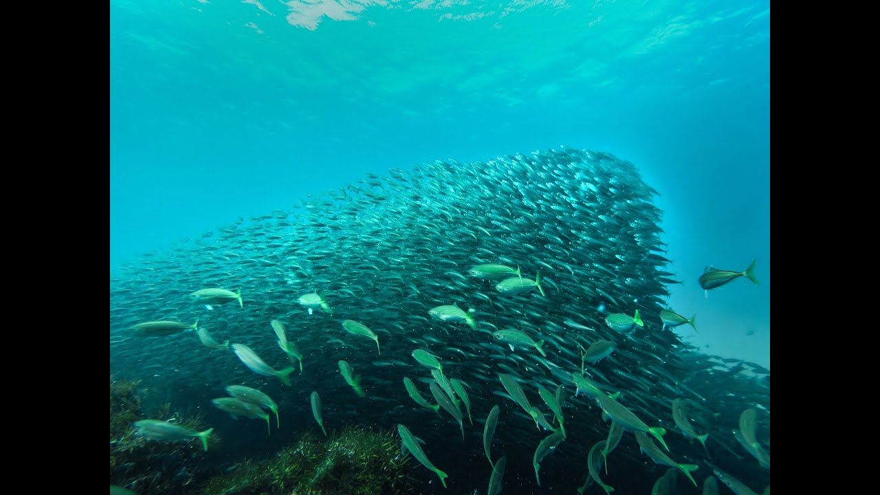 Kirra Reef // GoPro 4K (HD) - YouTube