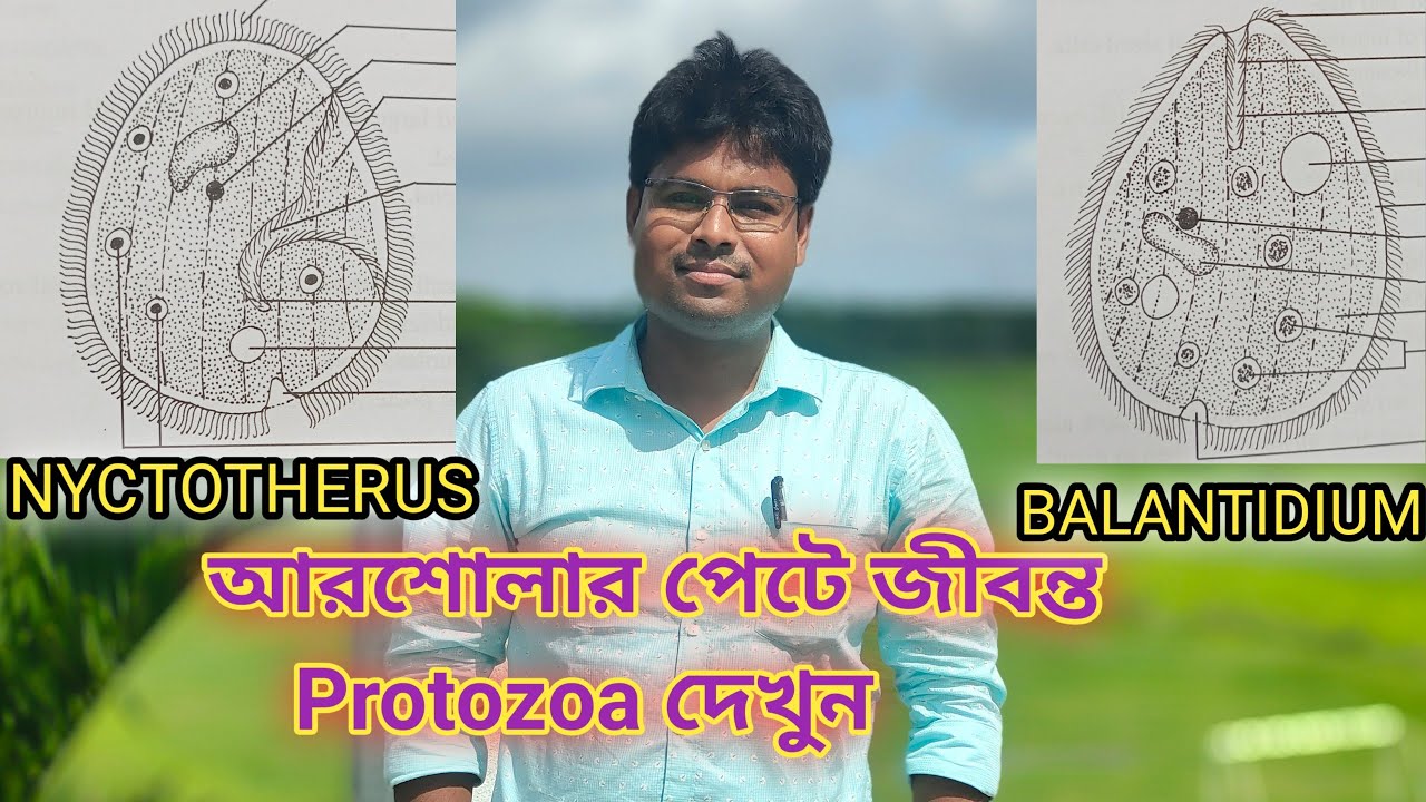 Gut Content Of Cockroach | Nyctotherus , Balantidium, Leidynema ...