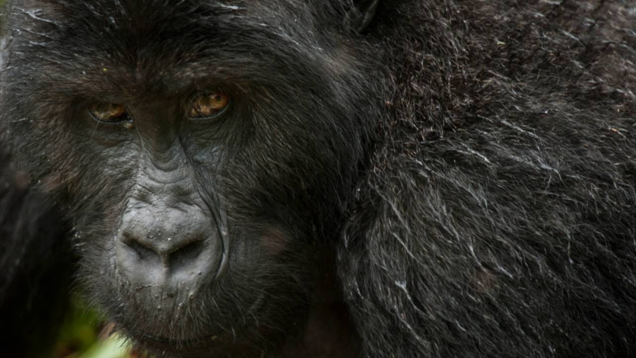 Virunga di ELIO POZZOLI e THERESE REDAELLI - YouTube