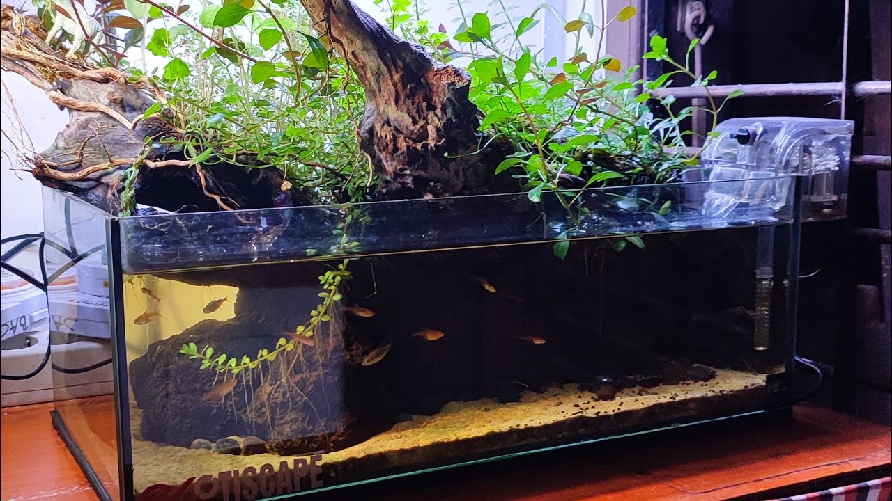 Simple Shallow Tank Aquascape - YouTube