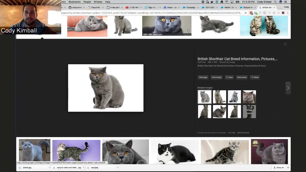 Cats + Machine Learning - YouTube
