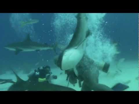 Shark Divers - Real 3D-Edition - HD Tailer