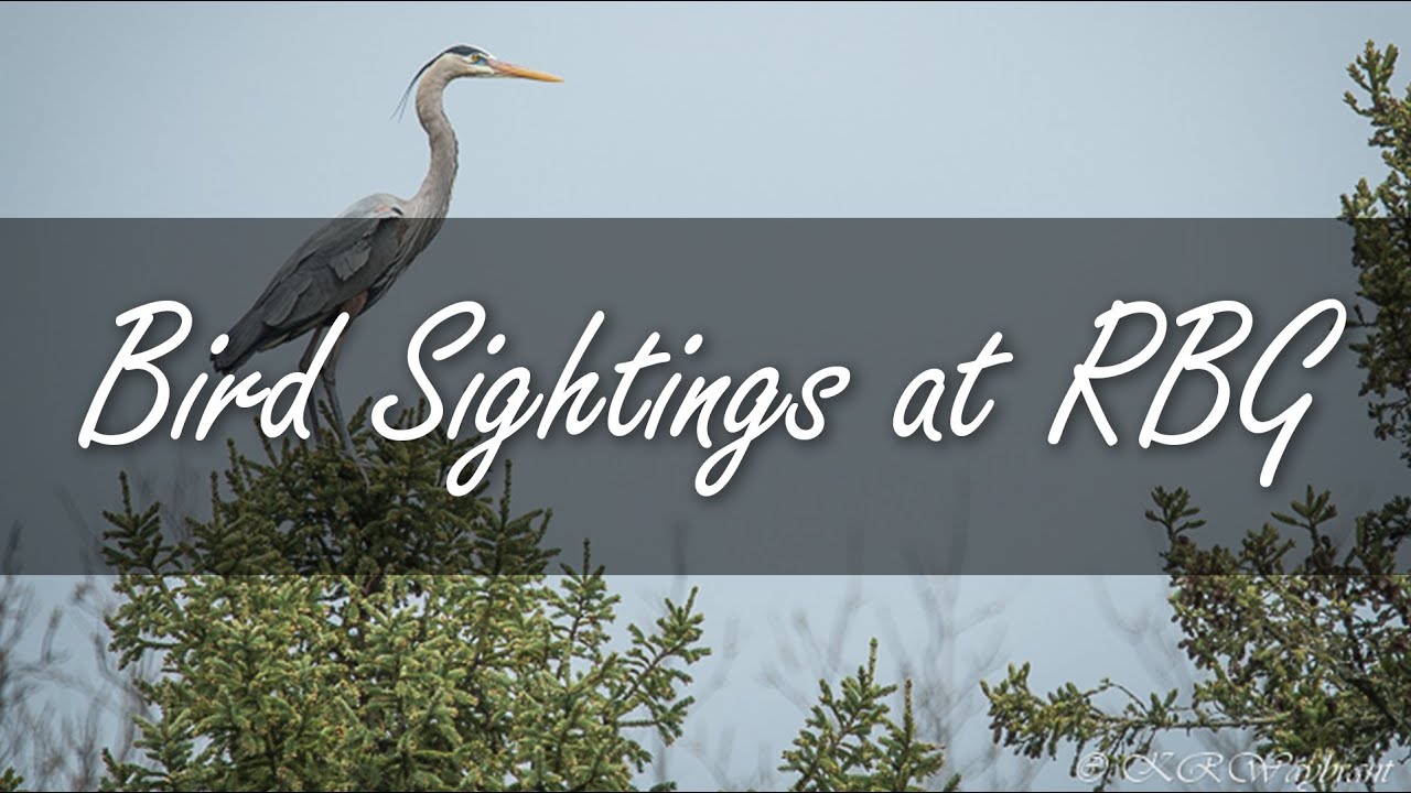 Bird Sightings at RBG - YouTube