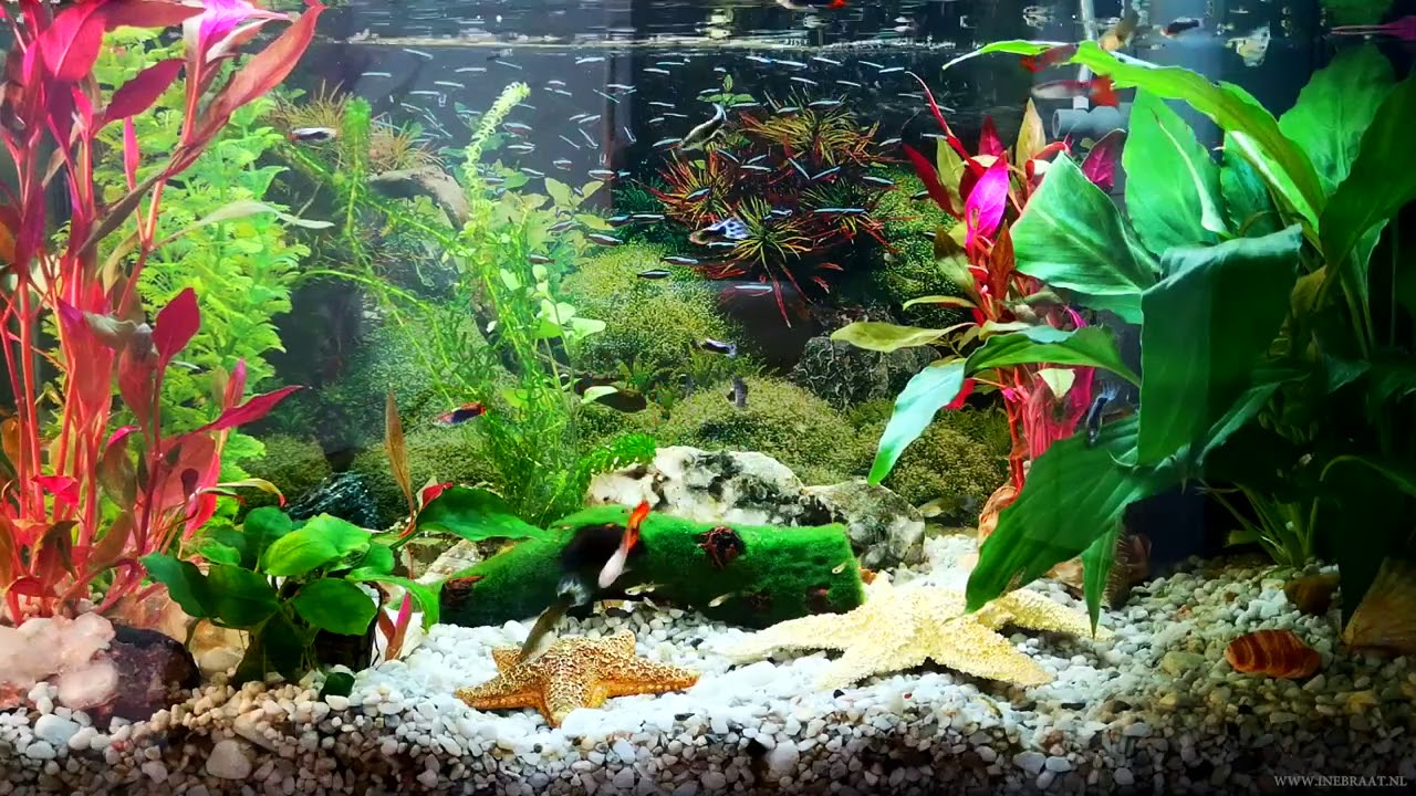 AQUARIUM.RELAX SLEEP MUSIC.aquarium.water world.relax. - YouTube