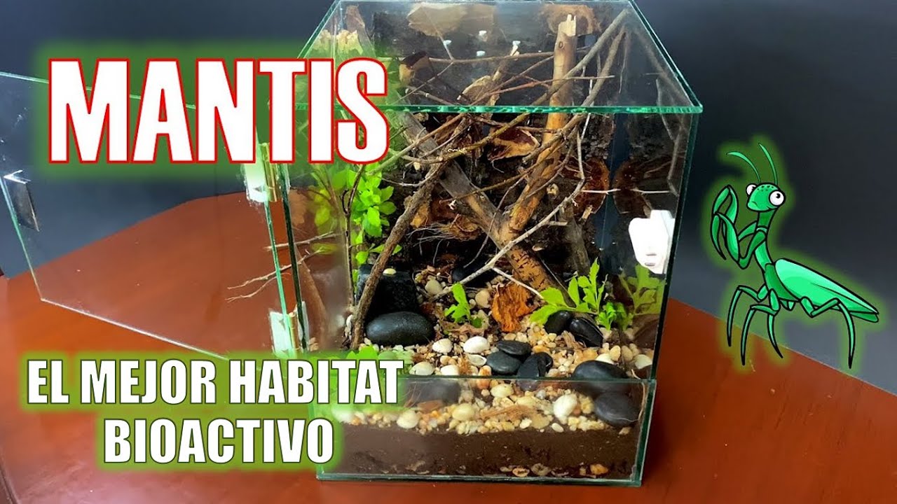 🌱 Como HACER un terrario BIOACTIVO para Mantis Religiosa | Kevien ...