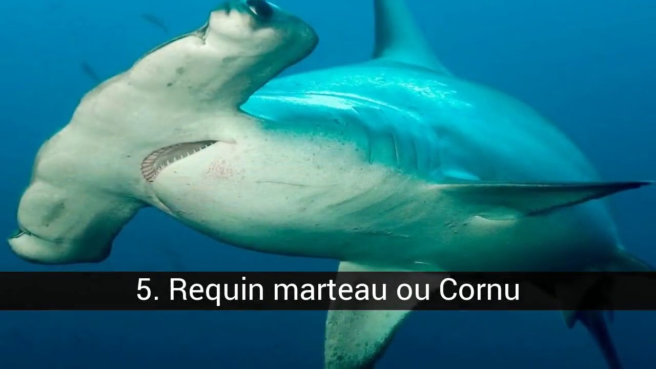 Espèces de requins vivant sur les côtes espagnoles - YouTube