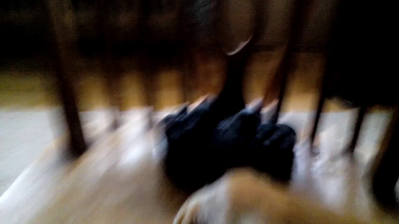 A kis diszno - YouTube