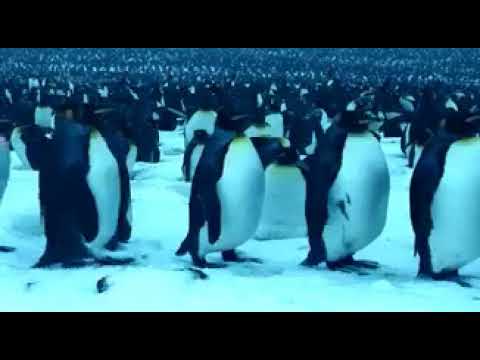 penguen doğadaki bazı cinslerin öğreneceği çok şey var