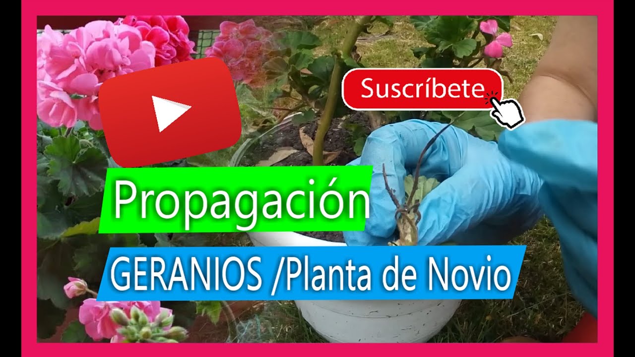 Como se propaga una planta de (NOVIO O GERANIOS) para mi jardín - YouTube