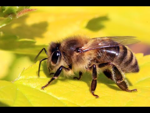 MIRACLES OF THE QUR'AN.THE FEMALE HONEY BEE - YouTube