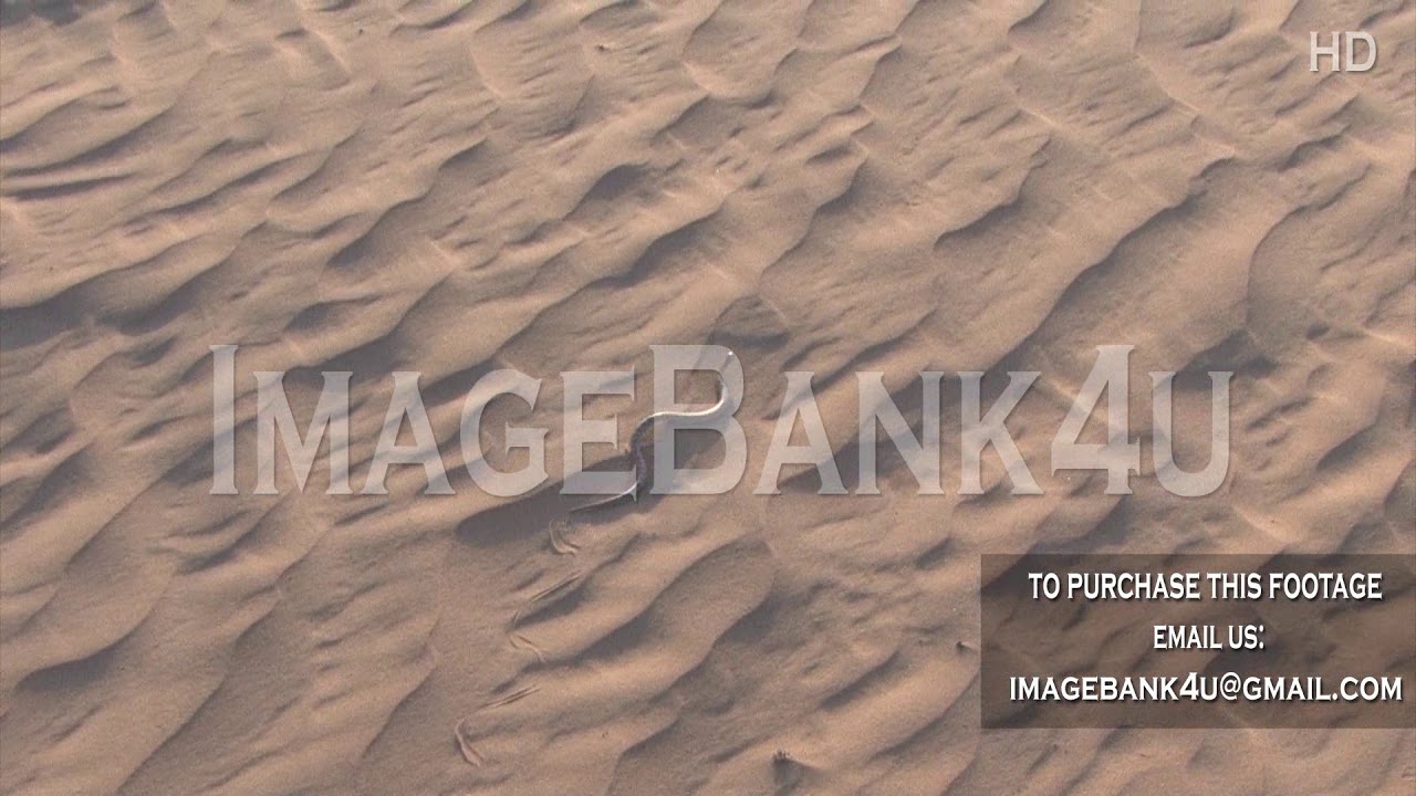 Snake winding on sand dune, Negev, Israel - YouTube
