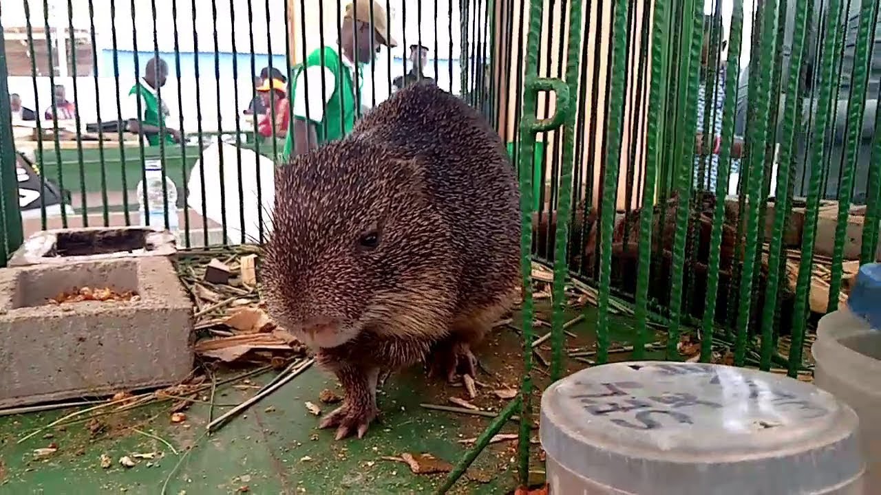 L'élévage d'agouti en Côte d'Ivoire, un business très rentable! - YouTube