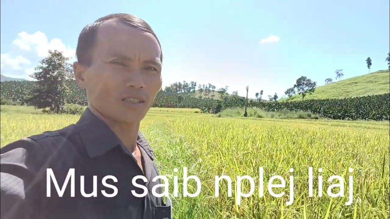 Mus saib kuv cov nplej liaj - YouTube