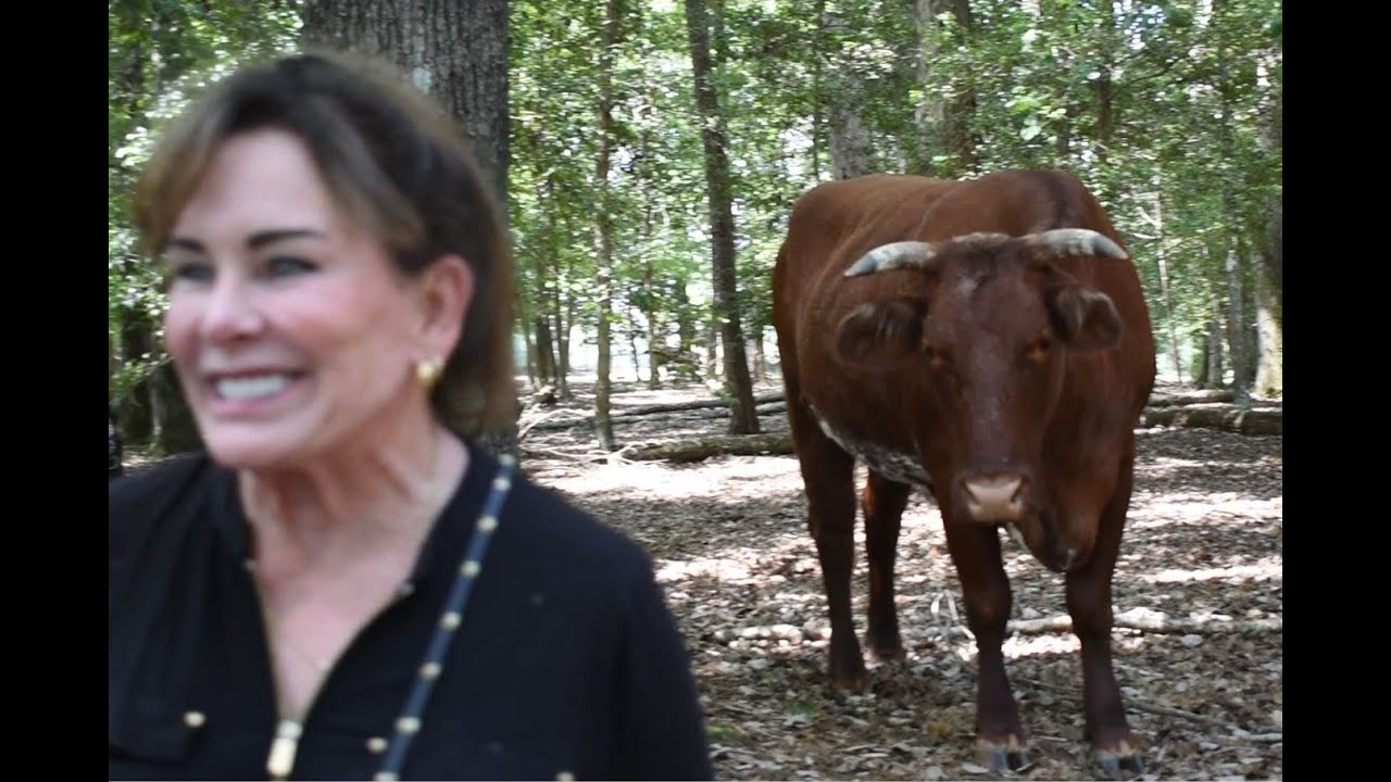 Van Eure of Angus Barn sweet talks Mary Lou Jones pet cows Sept. 2021 ...