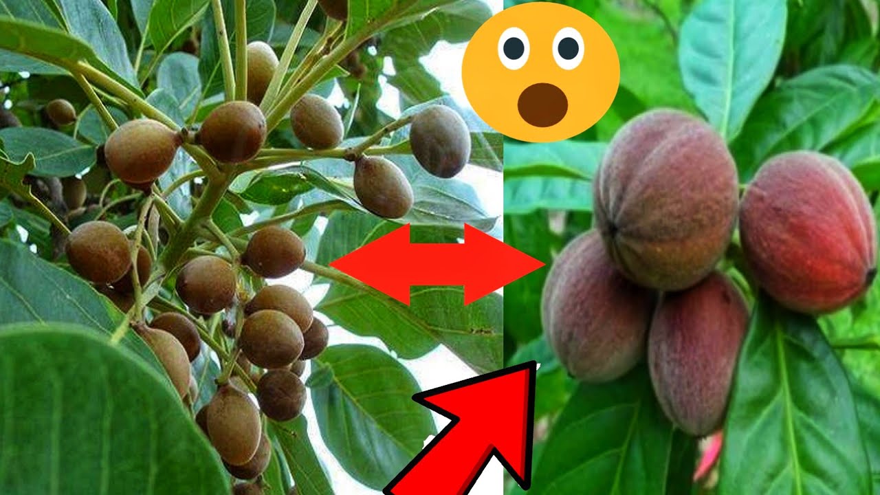 বহেরা ফলের ঔষধি 🔥গুনাগুন ও তার উপকারিতা || The Quality & Benefits of ...