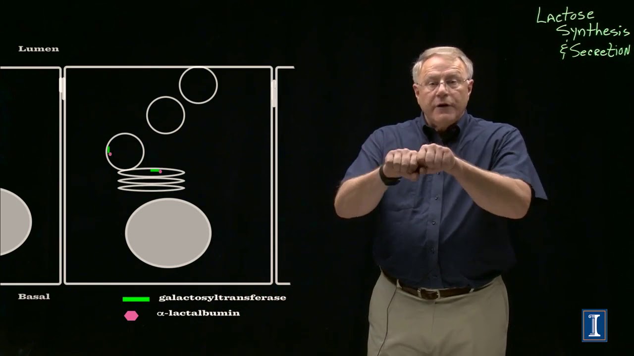 Lactose Synthesis - Lactation Biology - YouTube